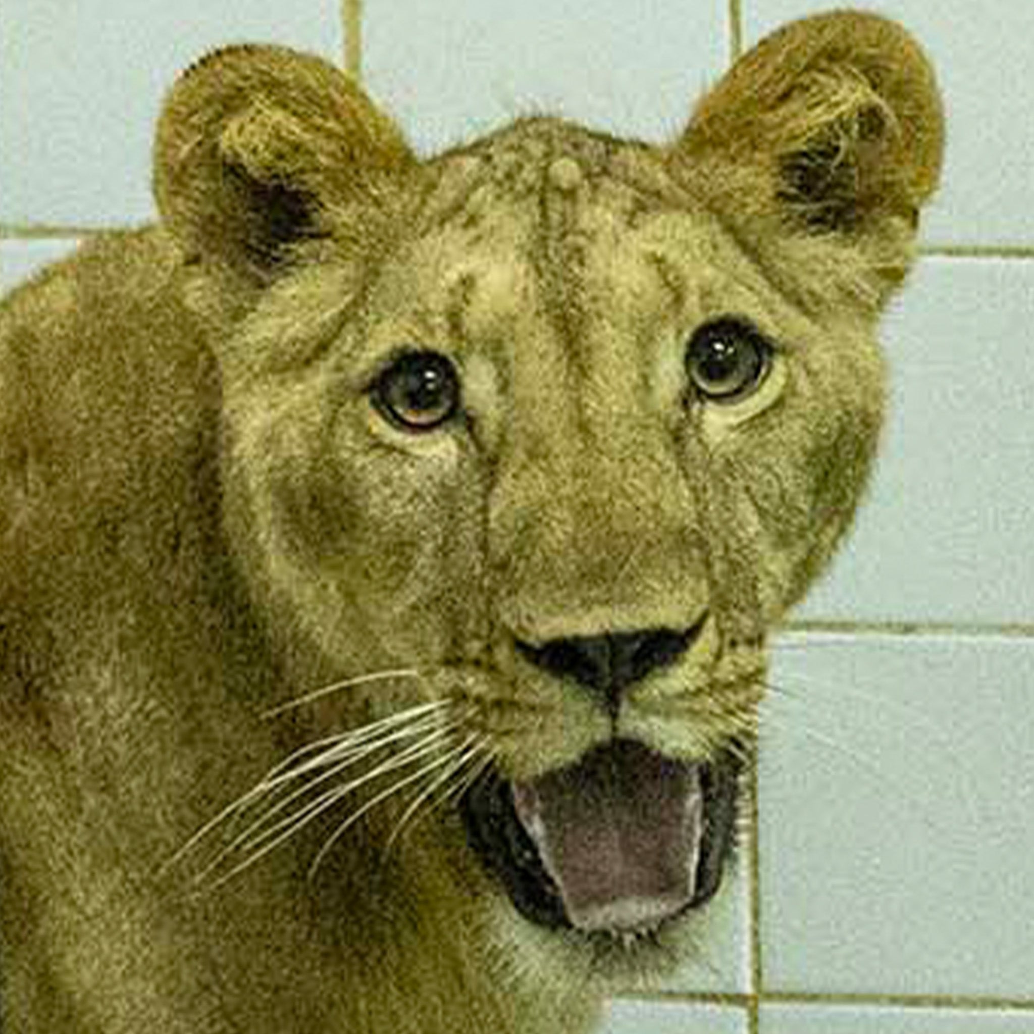 Lion adoption - standard – Animal Defenders International Shop